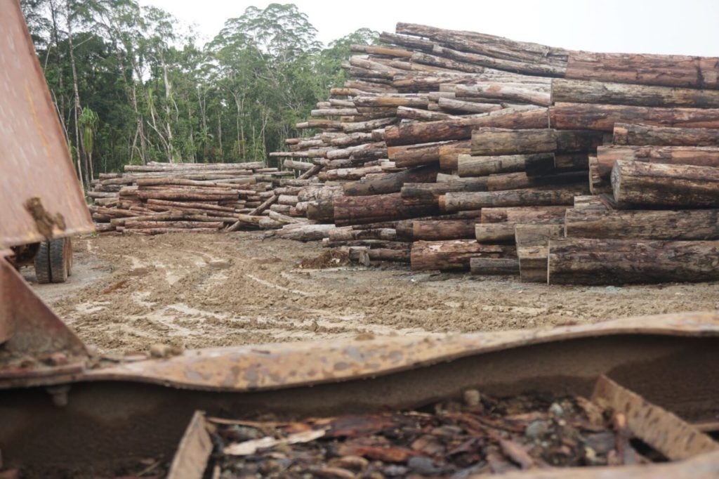 Logging Exposé in the Solomon Islands Leads to Timber Companies’ Suspension