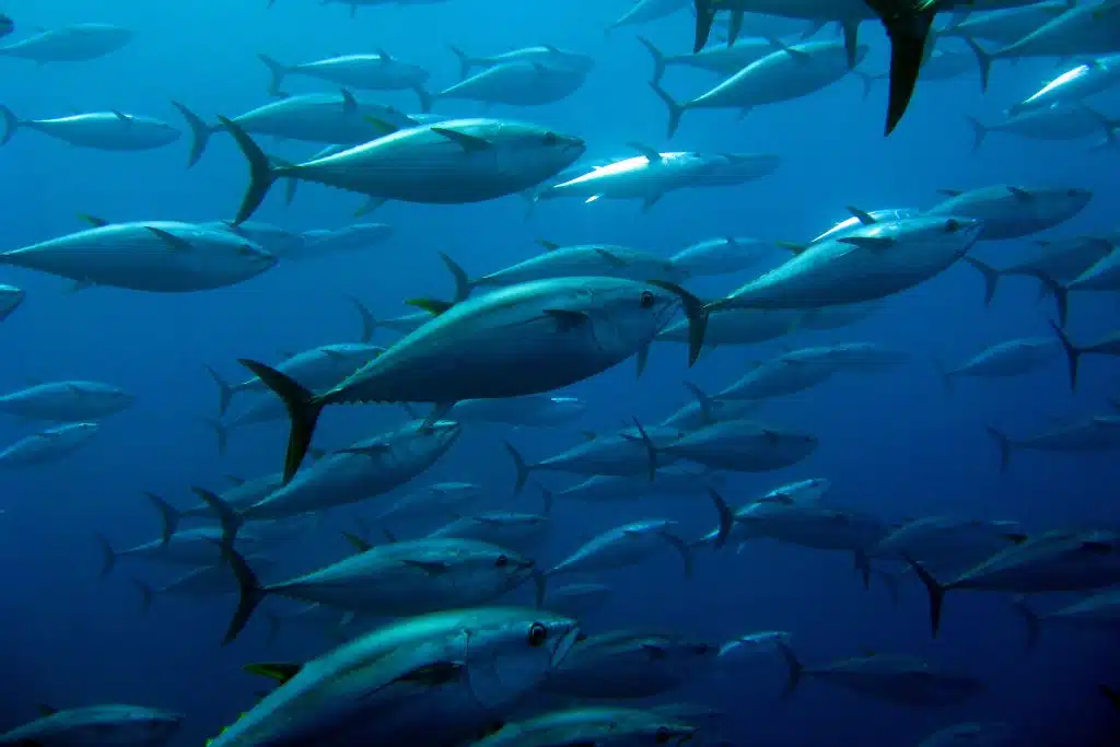 WCPFC warns Climate change and Pollution now direct threats to Pacific Tuna